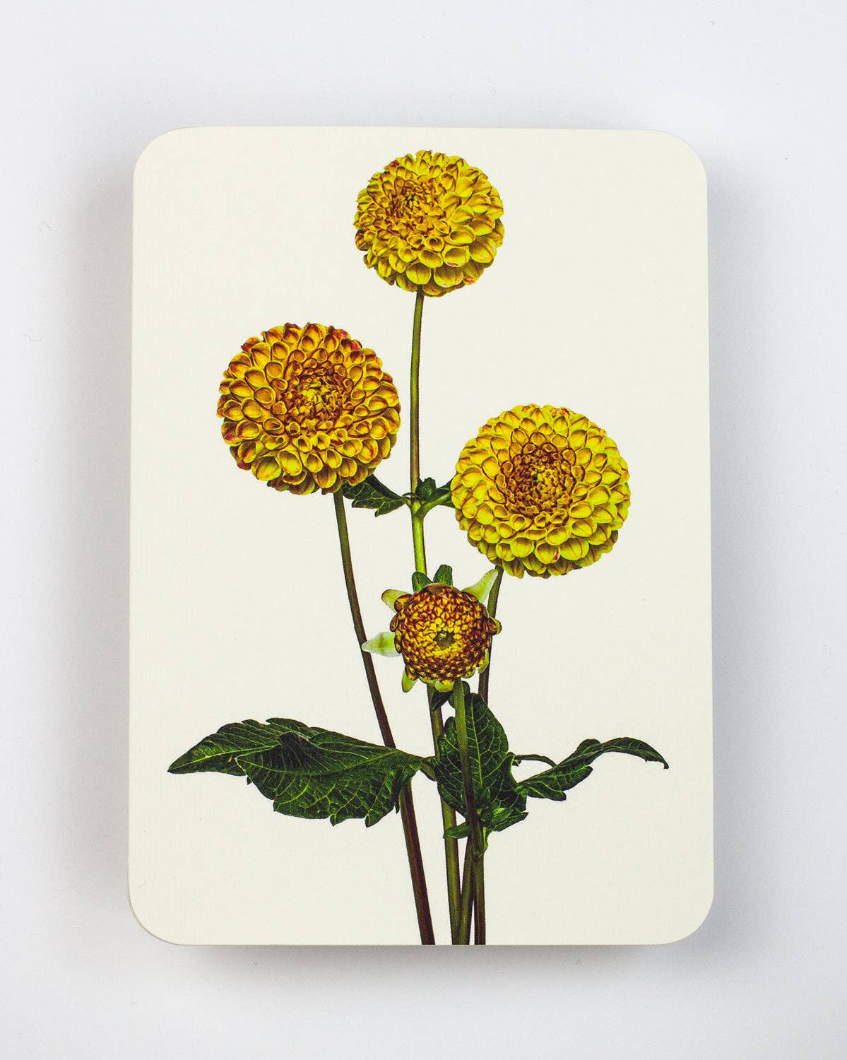 Dahlia – Mount Florida Books